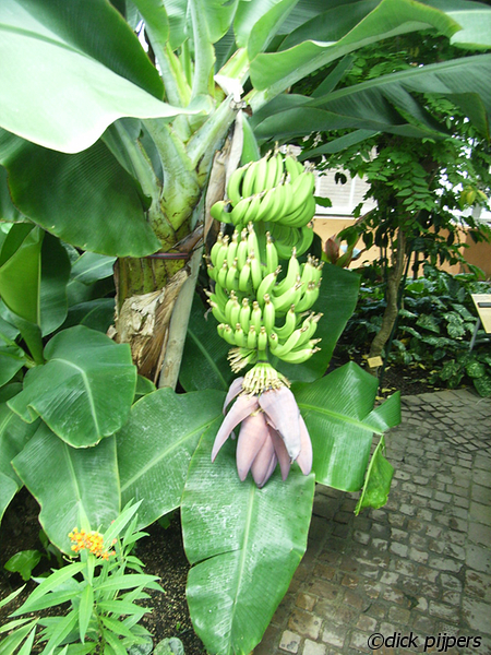 Fruit – Bananen | Alles over Groenten en Fruit