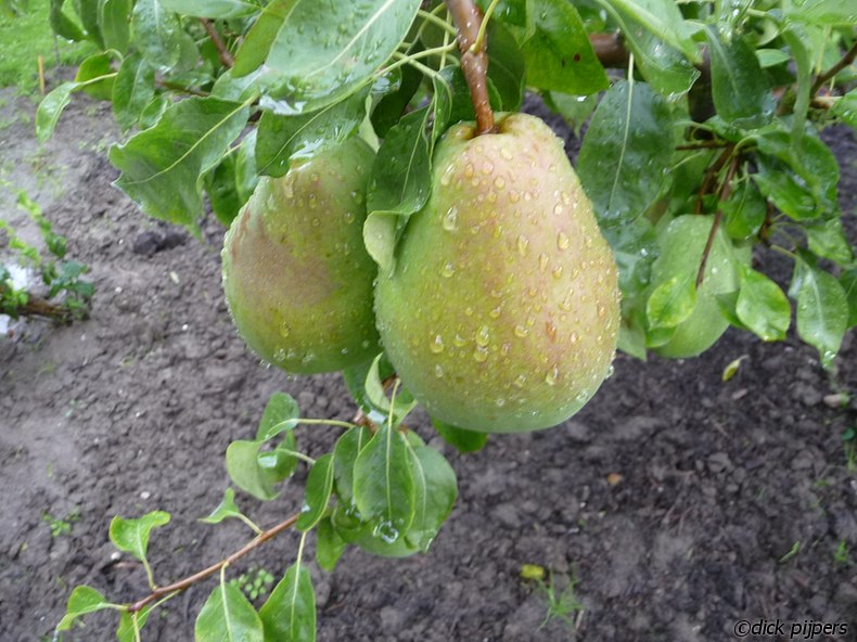 Fruit – Peren – Rassen | Alles over Groenten en Fruit