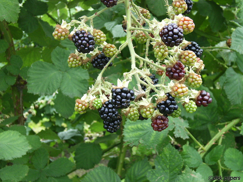 Fruit – Bramen – Algemene info | Alles over Groenten en Fruit