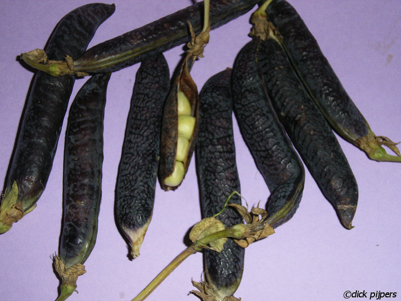 Groenten – met een ‘C’ en ‘D’ | Alles over Groenten en Fruit