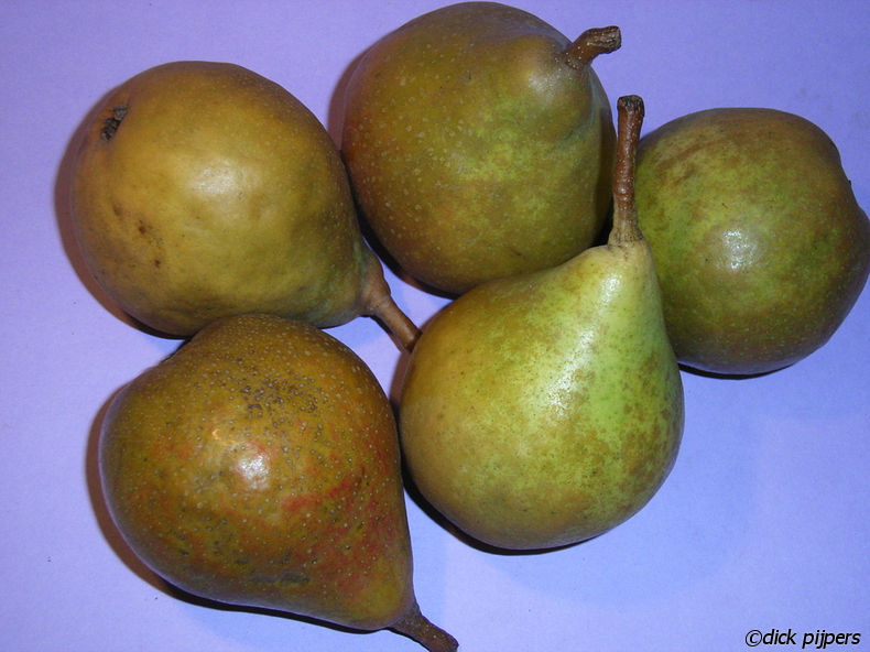 Fruit – Peren – Rassen | Alles over Groenten en Fruit
