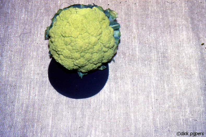 Groenten – met een ‘B’ | Alles over Groenten en Fruit