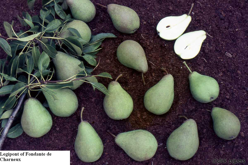 Fruit – Peren – Rassen | Alles over Groenten en Fruit