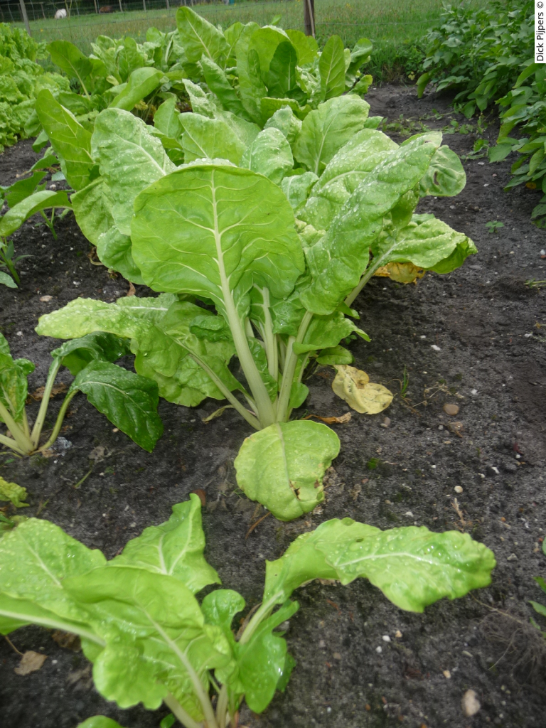 Groenten – Sla/-soorten | Alles over Groenten en Fruit