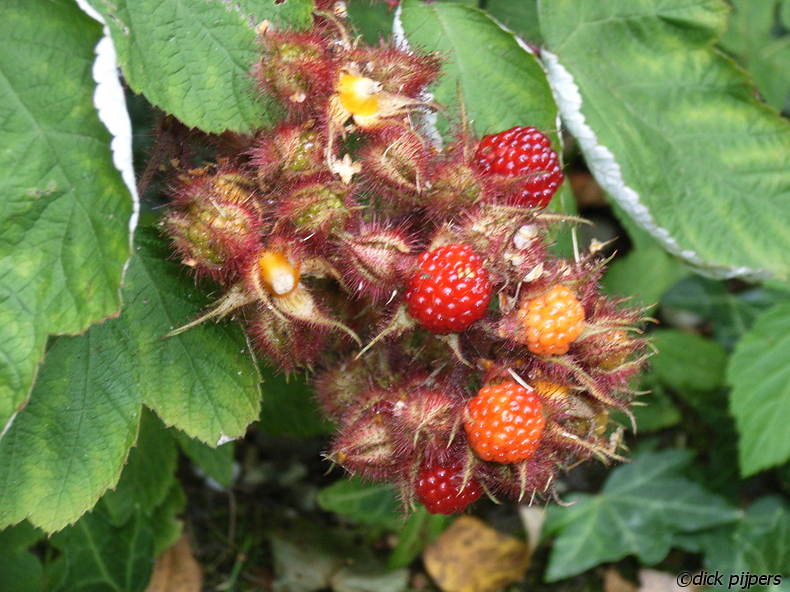 Fruit – Japanse Wijnbes | Alles over Groenten en Fruit